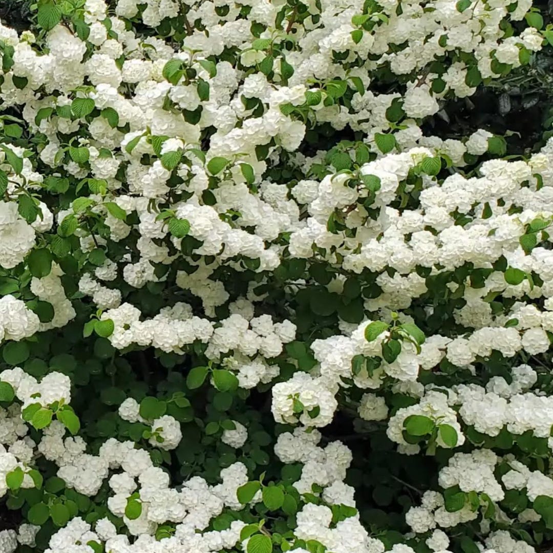 Popcorn Viburnum Plicatum (japanese Snowball Bush) White Flowering ...