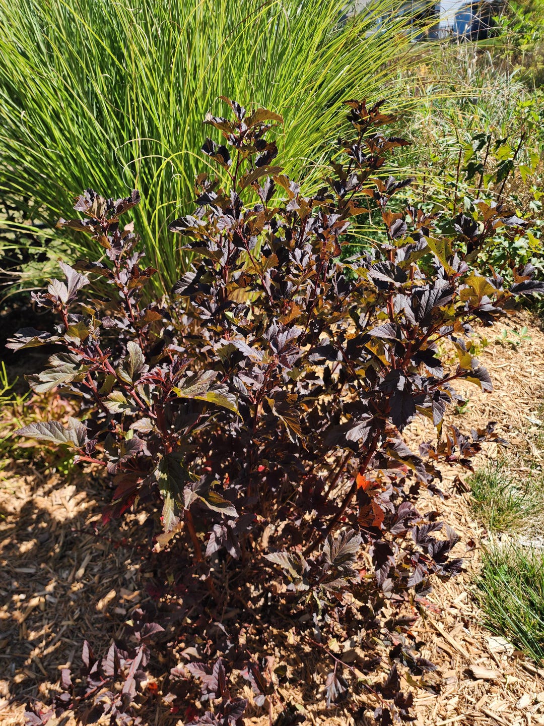 Monlo Ninebark Compact Round Shrub - Live Plant - Etsy