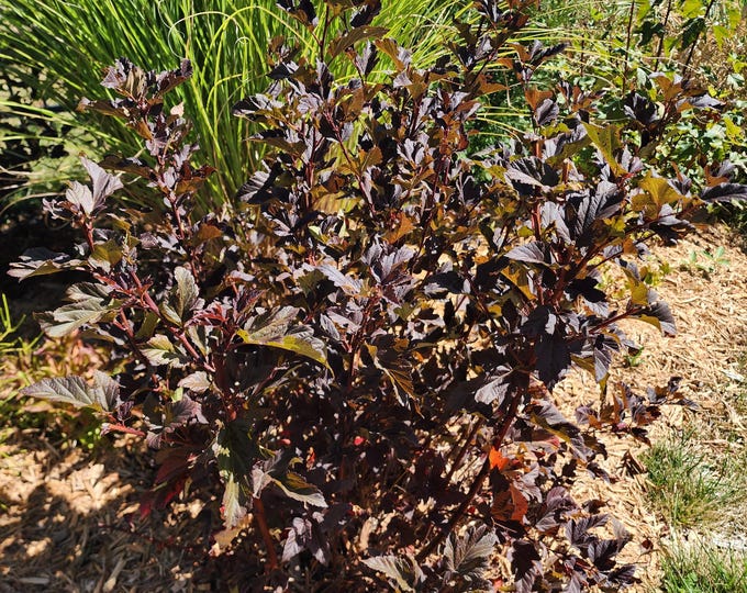 Prairie Ninebark (native Plant) Physocarpus Opulifolius - Etsy