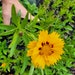 Coreopsis Grandiflora 'sunfire' Tickseed Small Yellow Flowering ...
