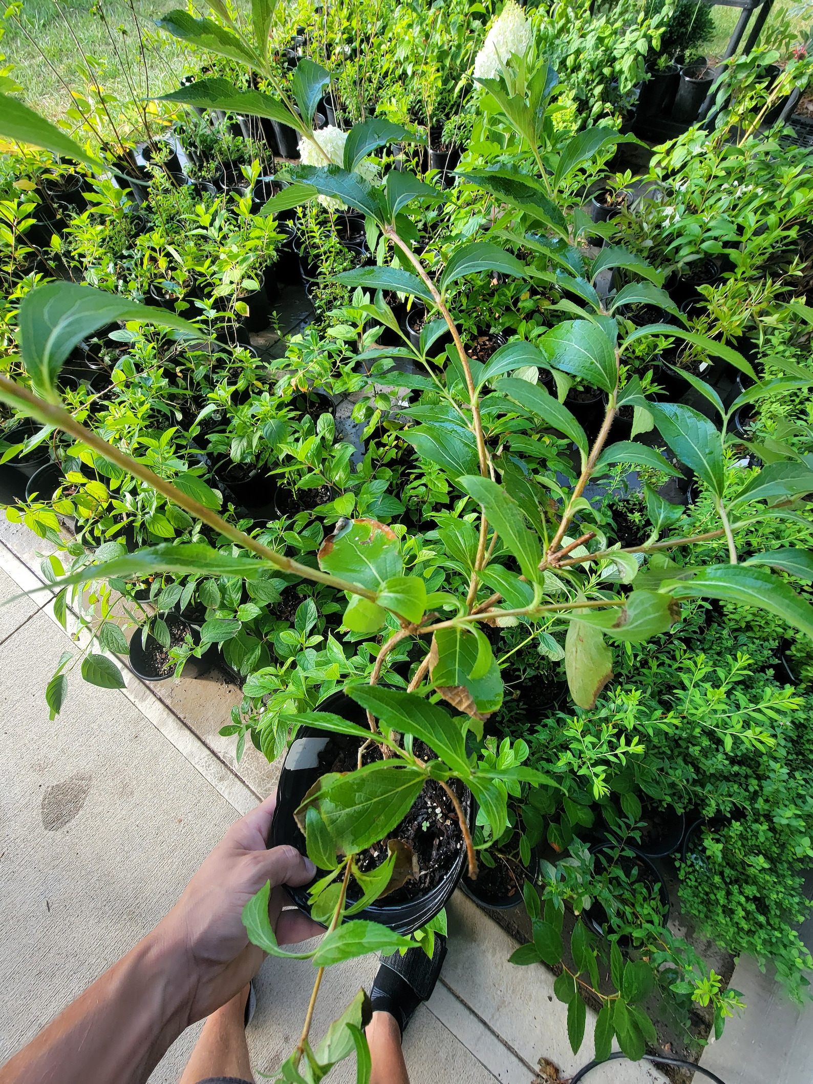 Cardinal Red Weigela Perennial Shrub Live Plant 1 Gal - Etsy