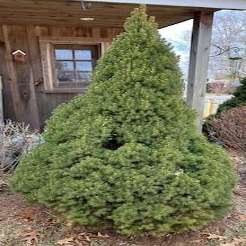 Picea Glauca 'conica' Dwarf Alberta Spruce Live Starter Tree - Etsy