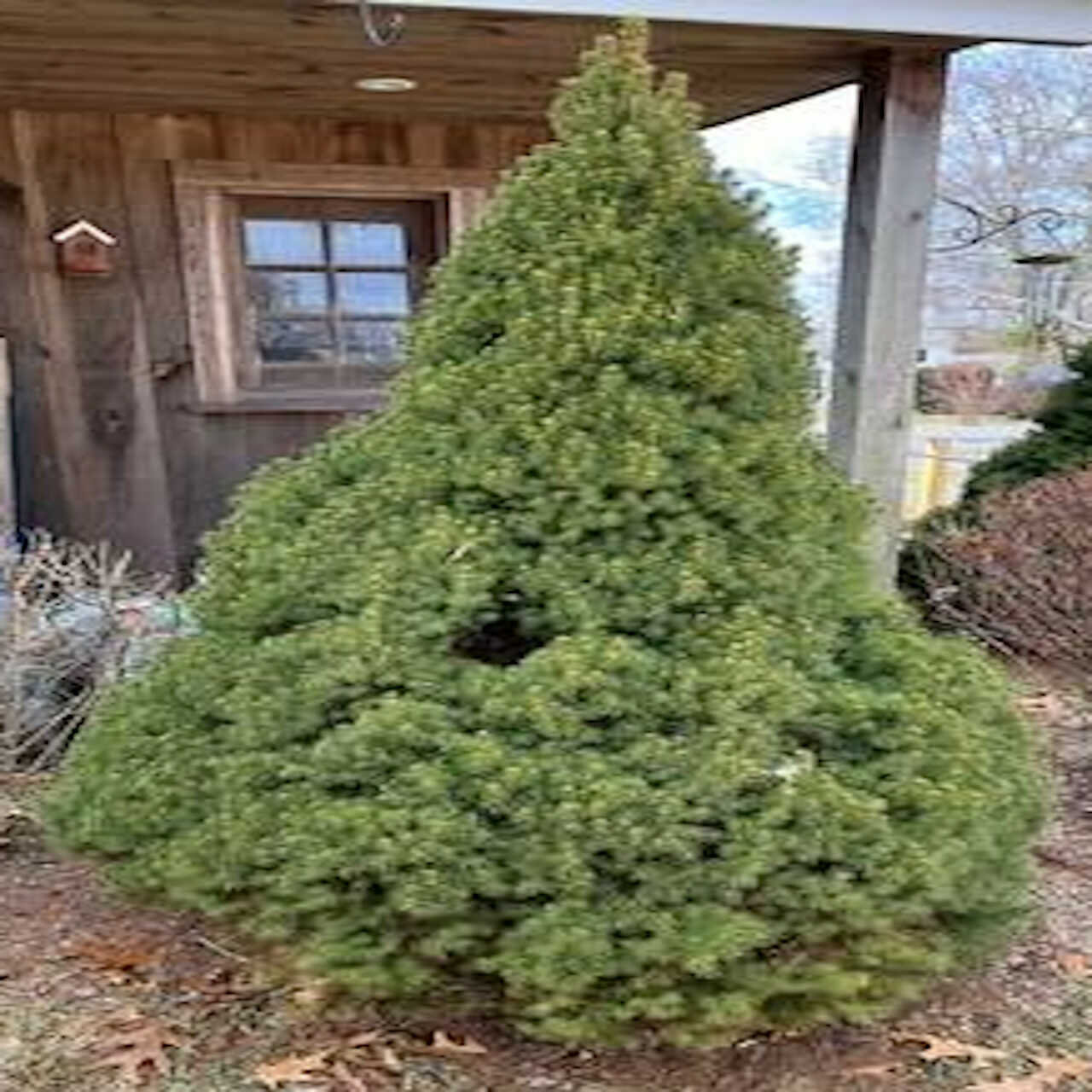 Picea Glauca 'conica' Dwarf Alberta Spruce Live Starter Tree - Etsy