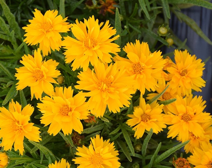 Coreopsis Grandiflora 'double the Sun' Tickseed - Live Perennial ...