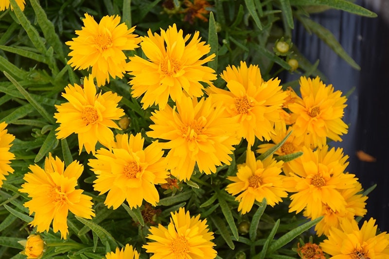 Coreopsis Grandiflora 'double the Sun' Tickseed - Live Perennial ...