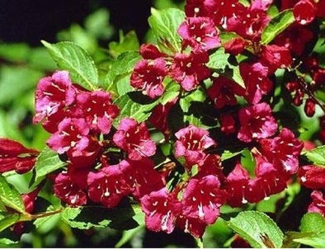 Weigela Vanicekii Flowering Shrub - Live Plant Bare Root *breaking ...