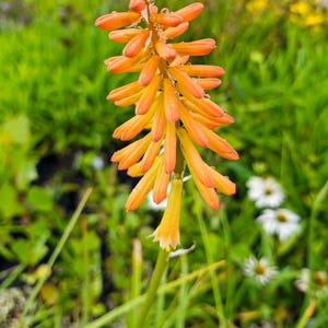 Kniphofia Flamenco Red Hot Poker Live Perennial Grass Plant - Stunning ...
