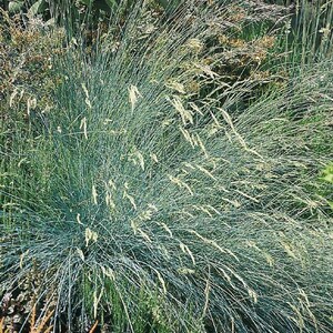 Fescue Glauca 'buddy' Perennial Blue Silver Ornamental Grass - 1 Quart ...