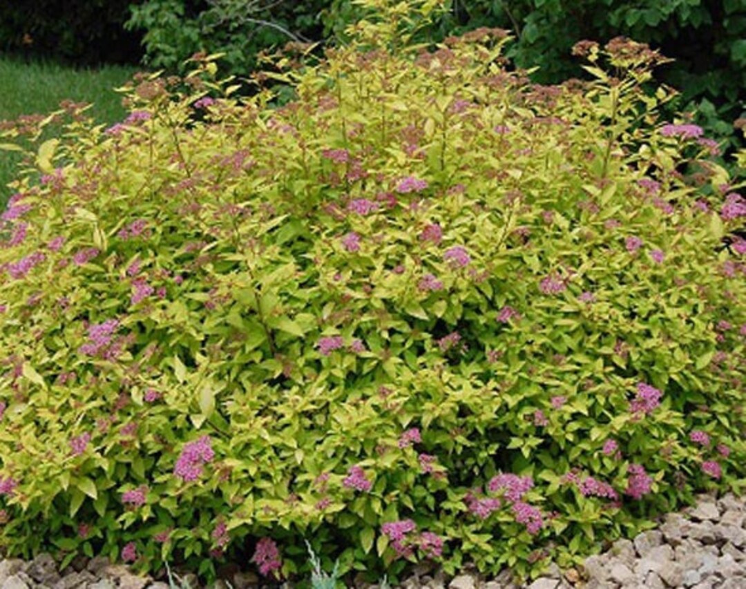 Spirea Japonica 'little Princess' Compact Flowering Shrub 1 Gallon ...