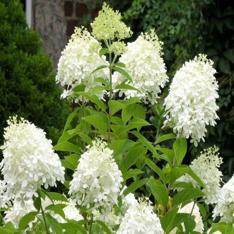 Pee Gee Hydrangea Paniculata Live Plant Perennial Shrub Tree dormant - Etsy