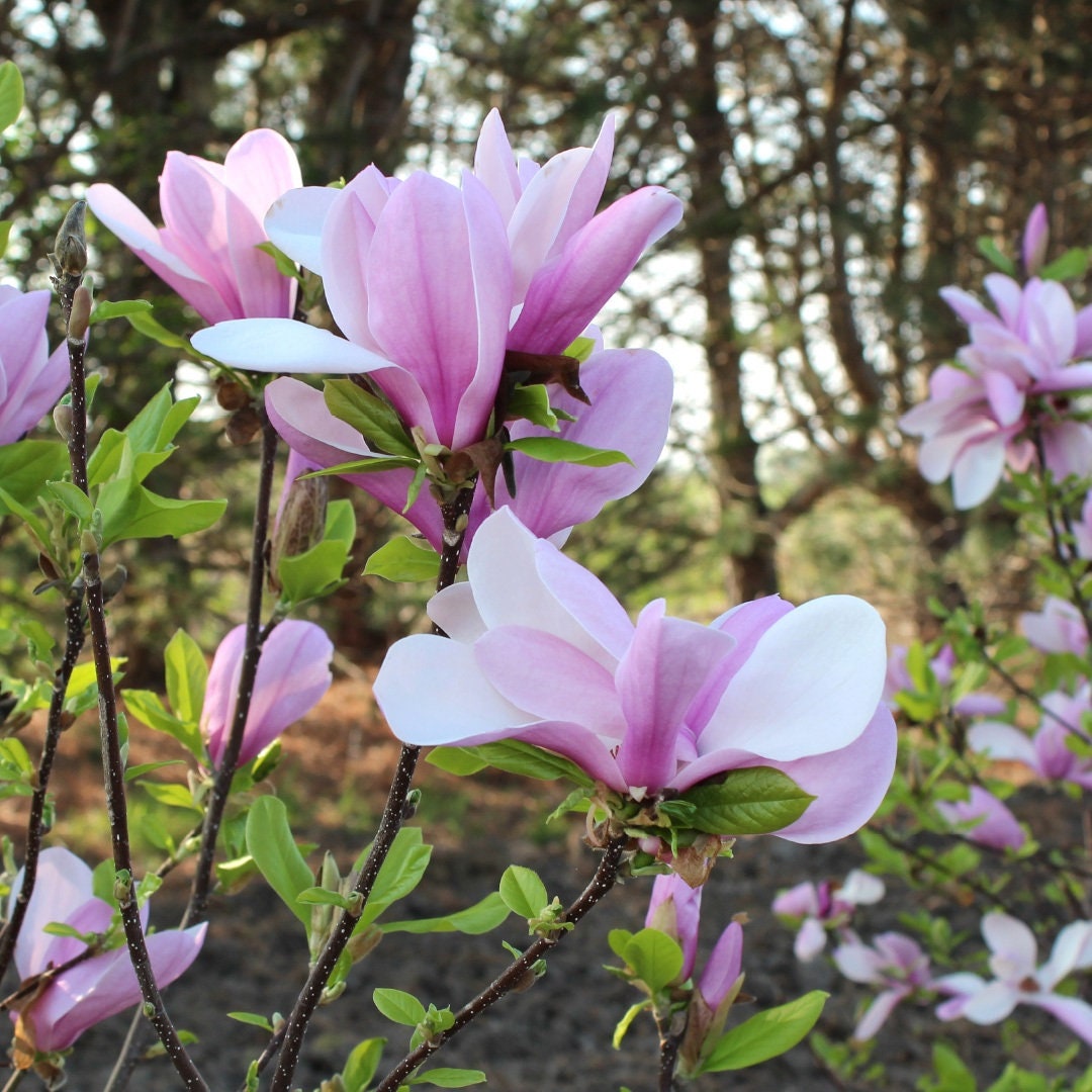 Jane Magnolia Pink Flowering Tree - Live Plant *breaking Dormancy - Etsy