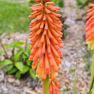 Kniphofia Flamenco Red Hot Poker Live Perennial Grass Plant - Stunning ...