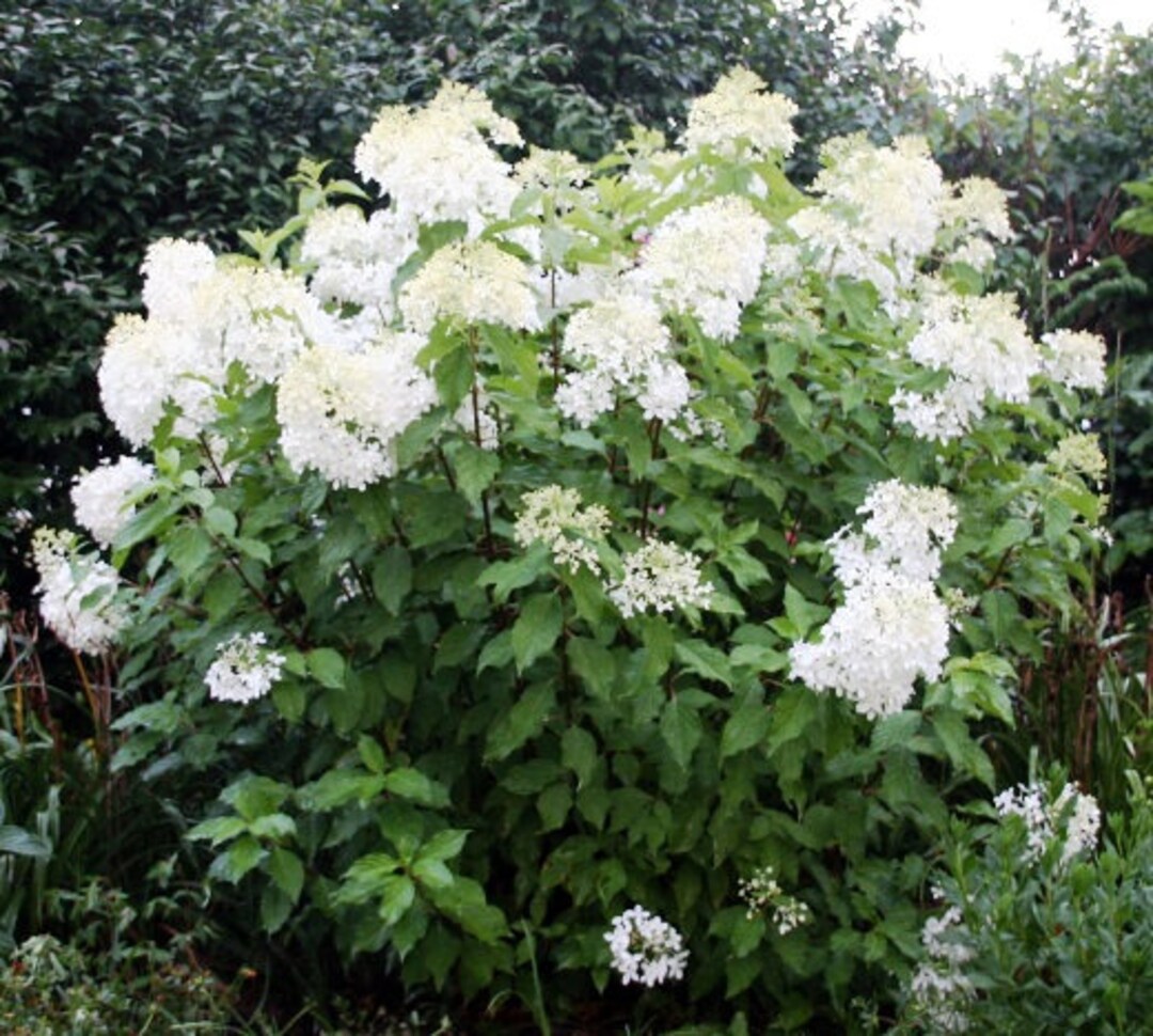 Hydrangea Paniculata 'phantom' White Flowering Shrub - Etsy