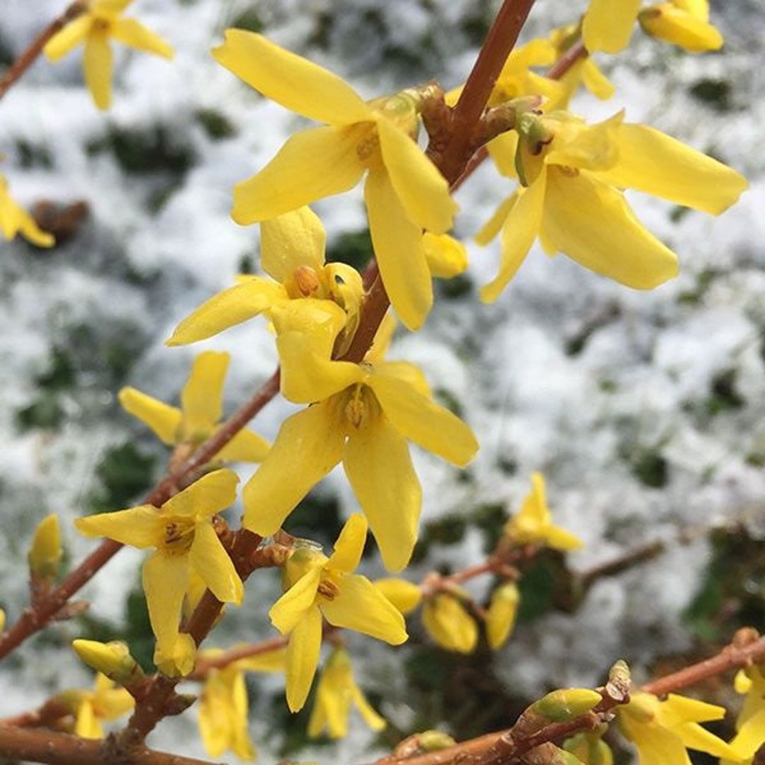 Rare Dwarf Forsythia Viridissima klein Live Yellow Flowering Perennial ...