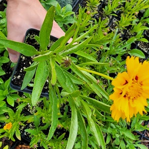 Coreopsis Grandiflora 'sunfire' Tickseed Small Yellow Flowering ...