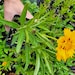 Coreopsis Grandiflora 'sunfire' Tickseed Small Yellow Flowering ...
