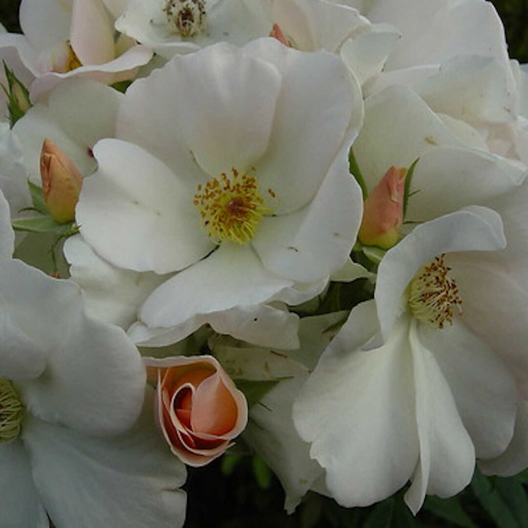 Sally Holmes Rose White Flowering Rose Live Starter Plant - Etsy