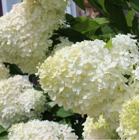 Hydrangea Paniculata 'phantom' White Flowering Shrub - Etsy