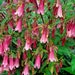 Campanula Punctata 'cherry Bells' Spotted Bellflower - Live Plant - Etsy