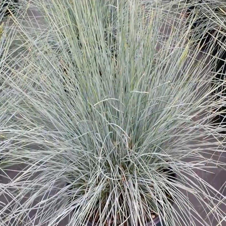 Elijah Blue Fescue Perennial Blue Silver Ornamental Grass - 1 Quart - Etsy
