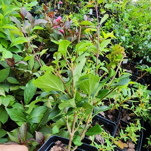 Syringa Pubescens 'red Pixie' Lilac Fragrant Compact Flowering Shrub ...