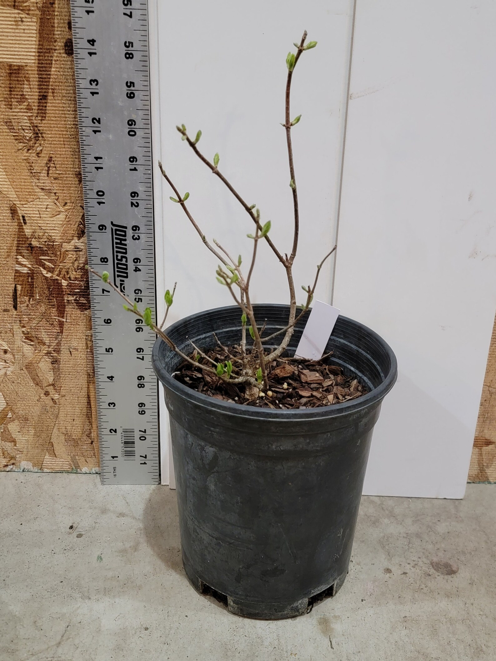 Hydrangea Paniculata Chantilly Lace Flowering Shrub Live Plant - Etsy