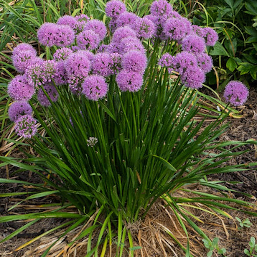Allium Millenium Ornamental Onion Purple Perennial Flower - Live Plant ...