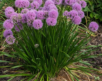 Onion Ornamentalserendipity' Purple Everblooming Globe Flowers Allium ...