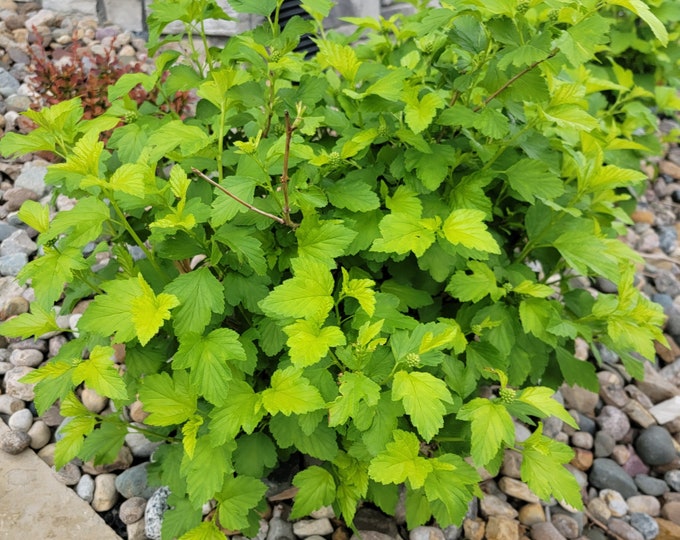 Physocarpus Opulifolius Ninebark 'nugget' Chartreuse Yellow Flowering ...