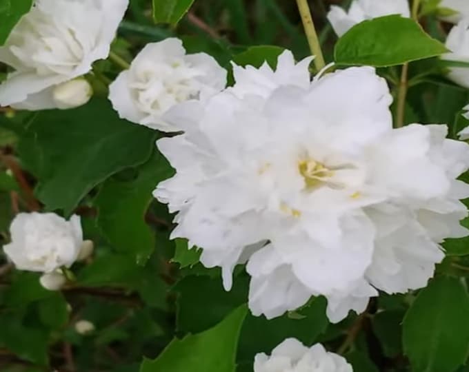 Minnesota Snowflake Mock Orange White Flowering Shrub - Live Plant - Etsy