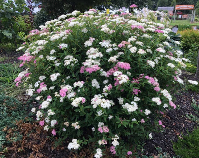 Spirea Japonica Shirobana Pink White Flowering Perennial Shrub Live ...