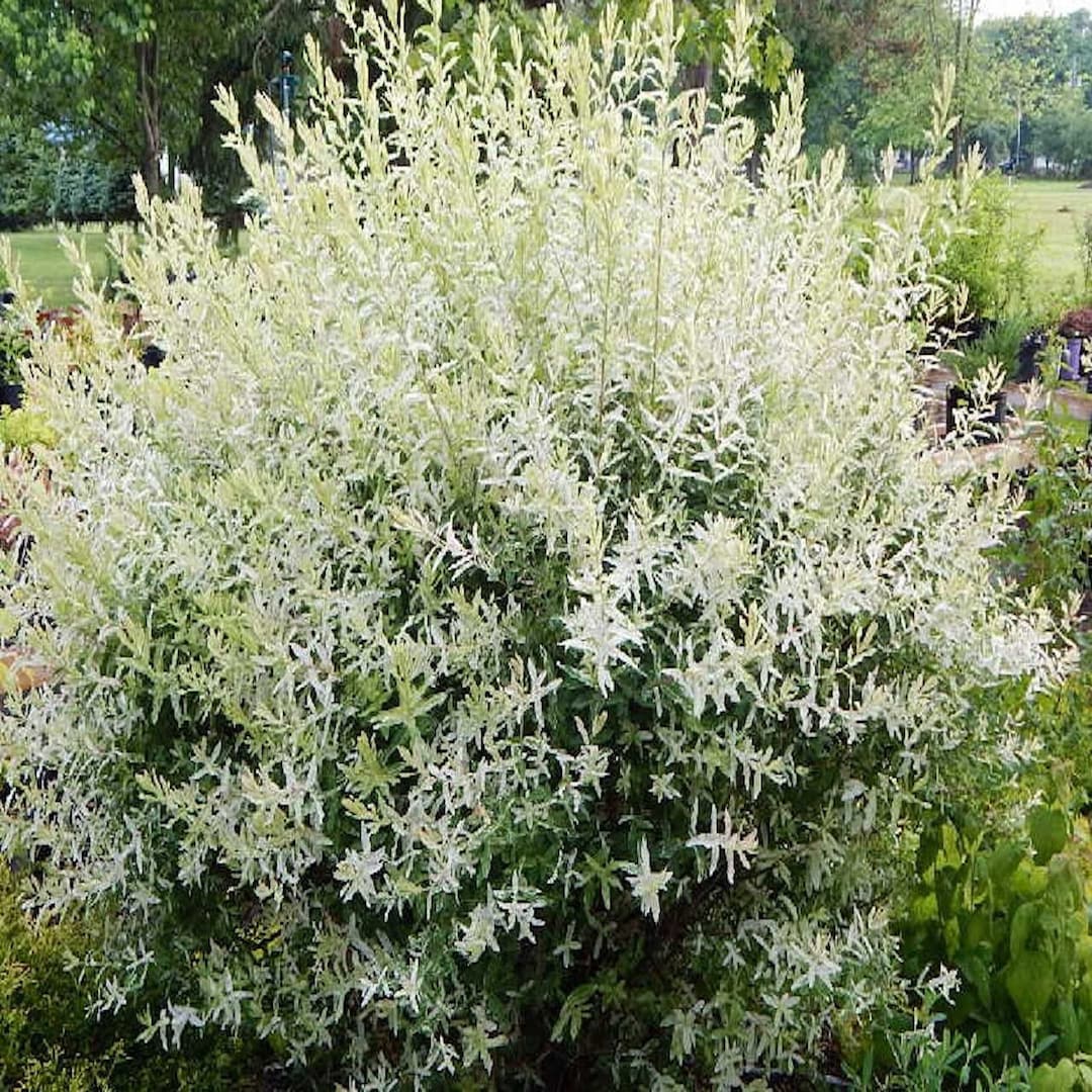Dappled Willow Salix Integra Hakuro Nishiki Shrub Live Perennial Plant ...