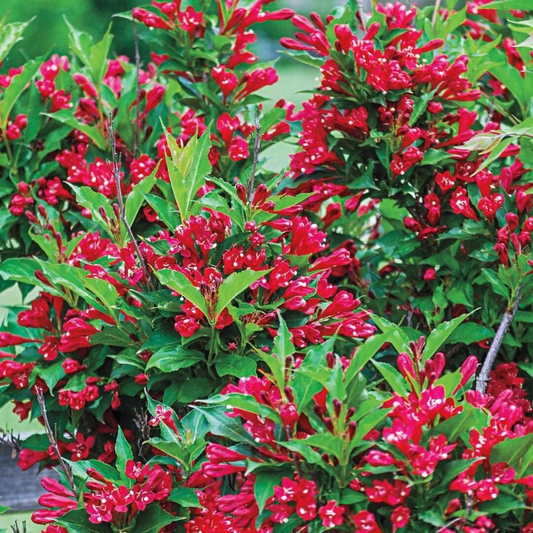 Red Prince Weigela Cherry Red Flowering Shrub - Live Plant Starter ...