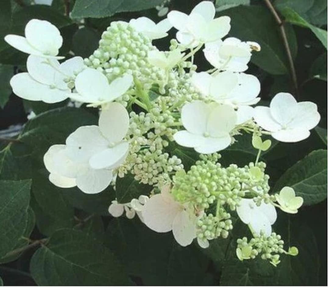 Hydrangea Paniculata Chantilly Lace Flowering Shrub Live Plant - Etsy