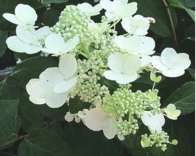 Hydrangea Paniculata Chantilly Lace Flowering Shrub Live Plant - Etsy