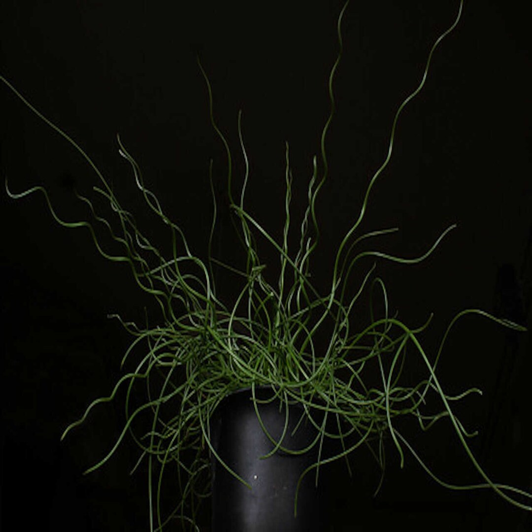 Juncus Spiralis Corkscrew Rush Perennial Grass Live Starter Plant - Etsy
