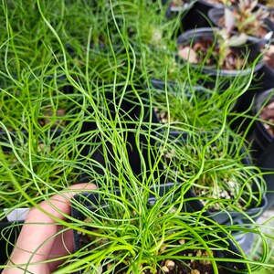Juncus Spiralis Corkscrew Rush Perennial Grass - Live Starter Plant - Etsy