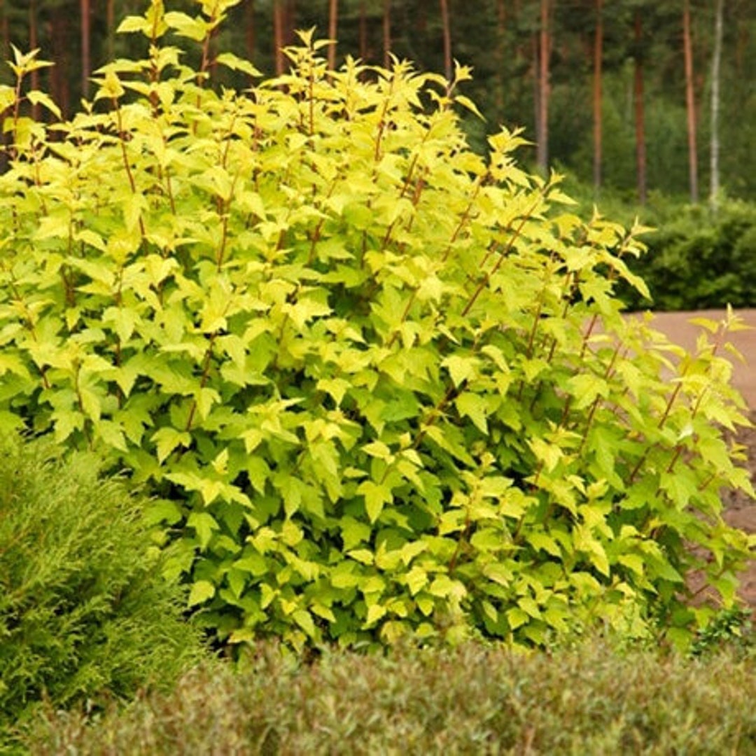 Physocarpus Opulifolius Ninebark 'nugget' - Chartreuse Yellow Flowering ...