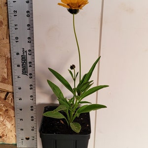 Coreopsis Grandiflora 'sunfire' Tickseed Small Yellow Flowering ...