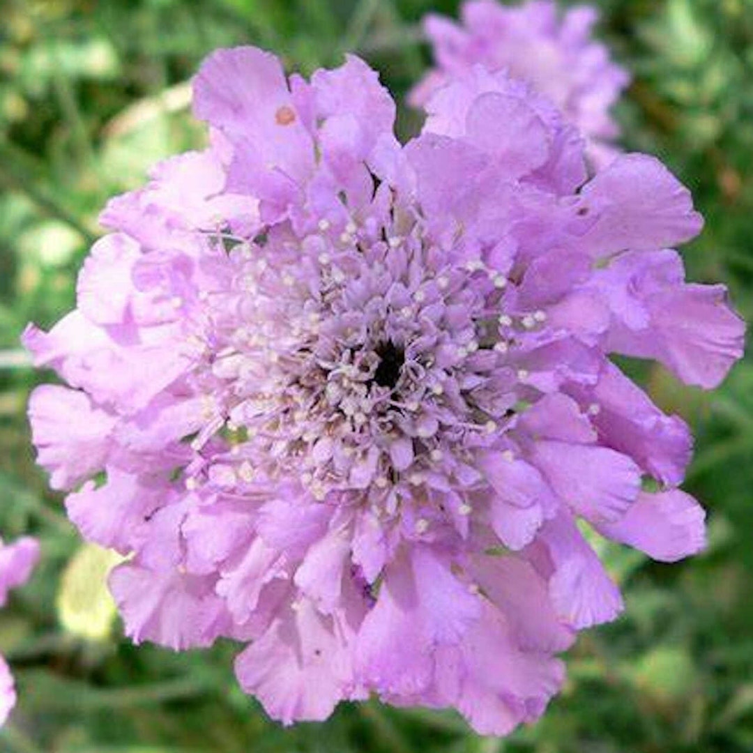 Scabiosa Japonica 'ritz Blue' Japanese Pincushion Compact Violet ...