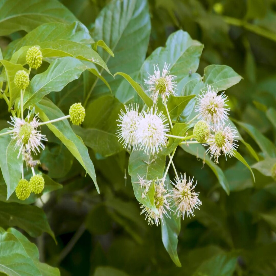 Button Bush Cephalanthus Occidentalis Native Shrub - Live Flowering ...