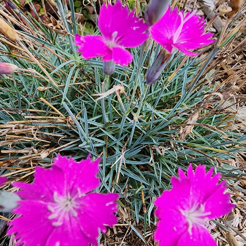 Firewitch Dianthus - Etsy