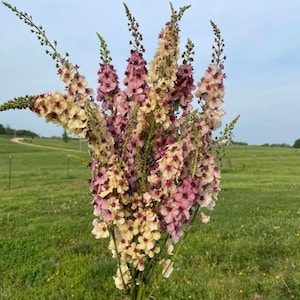 Verbascum Southern Charm Perennial Flowering Live Plant - Etsy