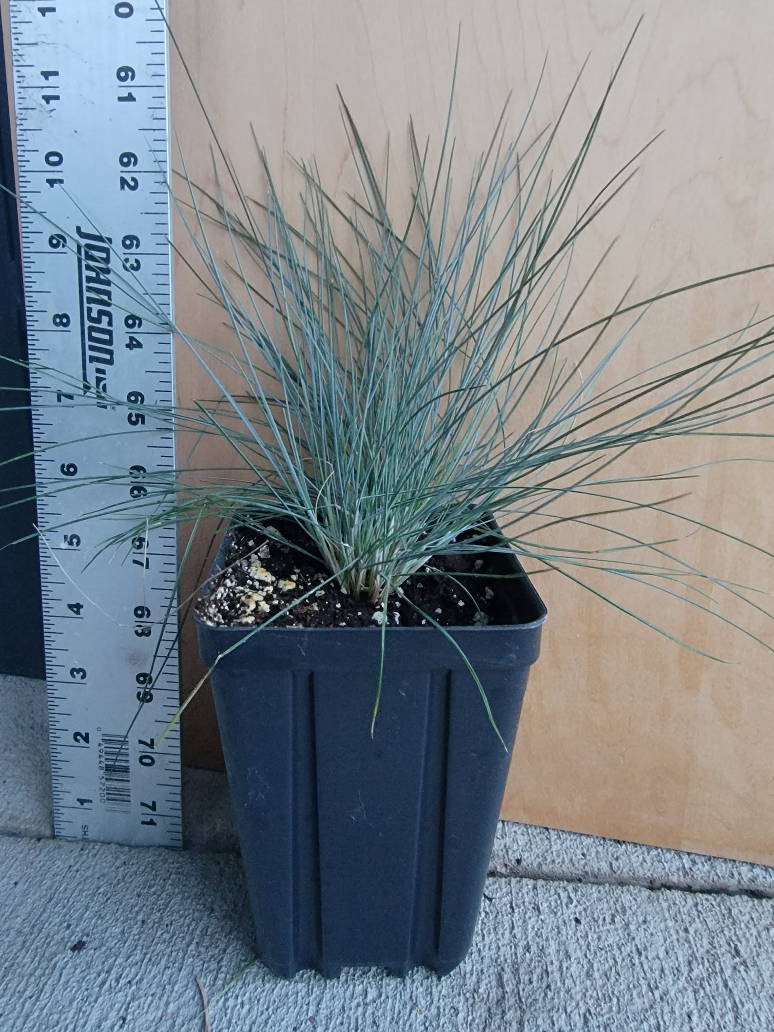 Fescue Glauca 'buddy' Perennial Blue Silver Ornamental Grass - 1 Quart ...