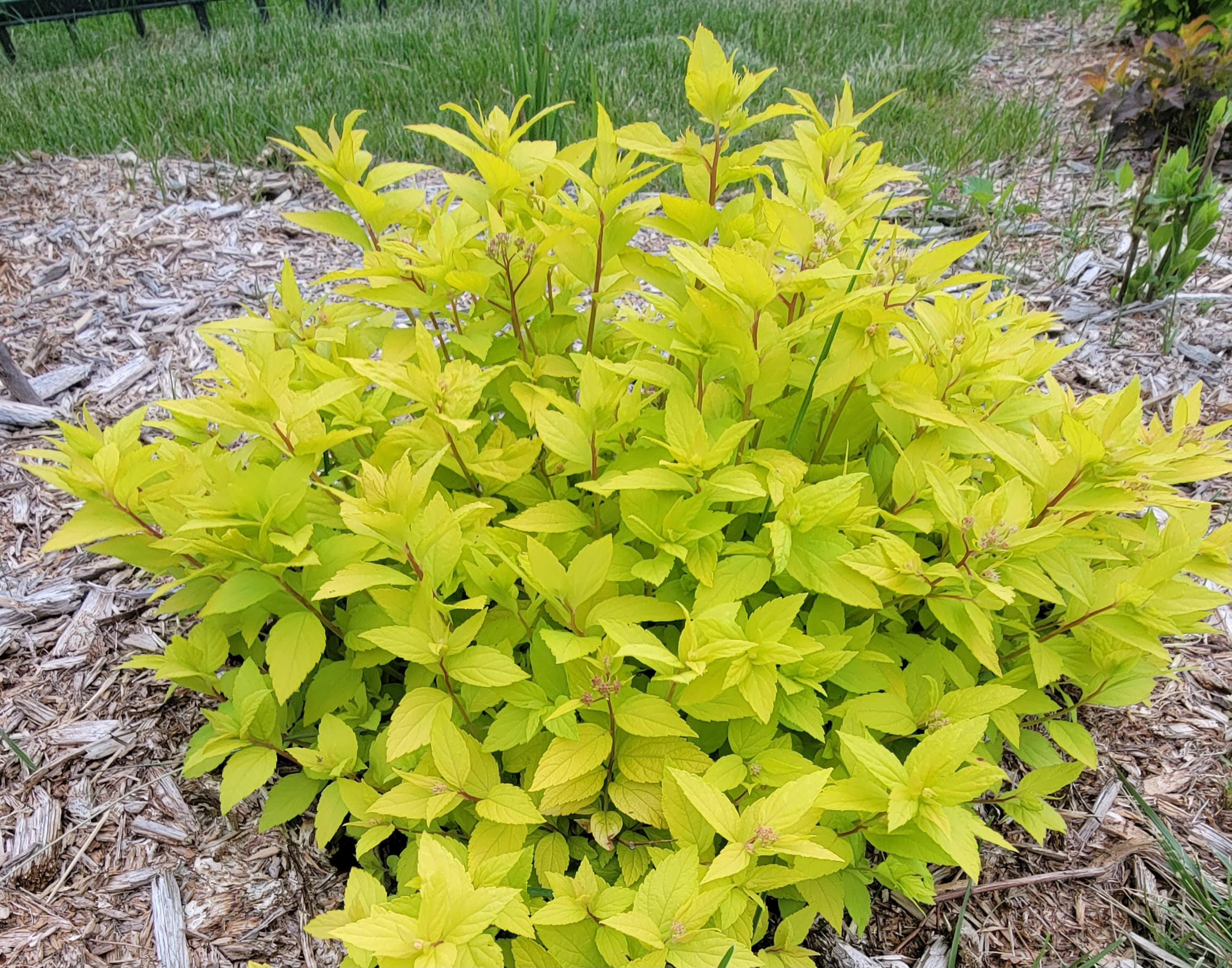 Gold Mound Spirea Dwarf Compact Chartreuse Yellow Shrub - Live Starter ...