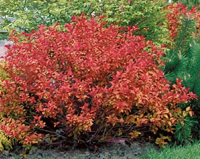 Rare Spiraea Japonica 'flaming Mound' Compact Shrub - Live Plant - Etsy