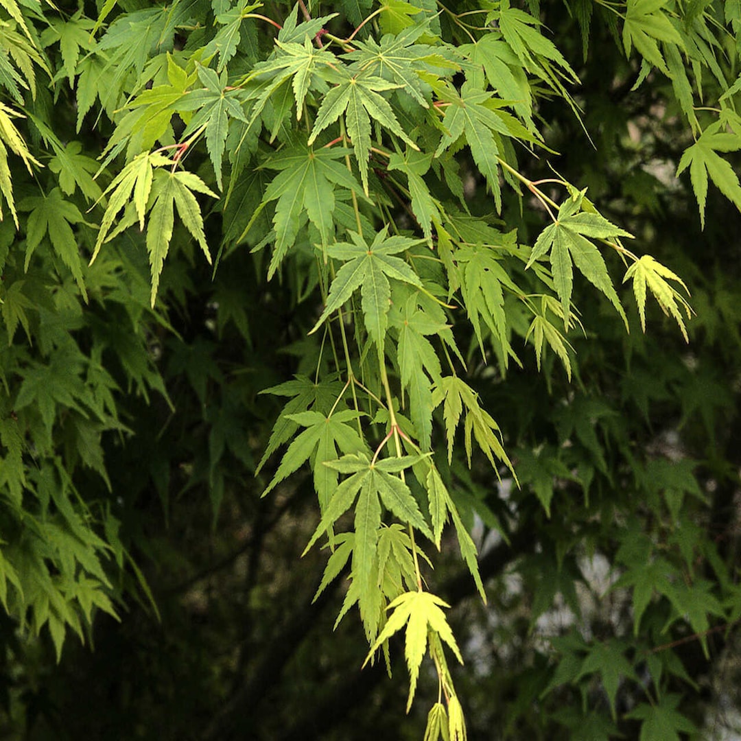 Acer Palmatum Green Japanese Maple Seedling - Live Starter Tree ...
