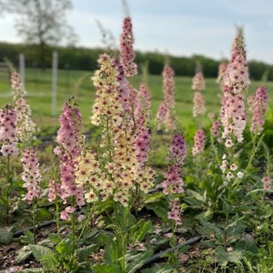 Verbascum Southern Charm Perennial Flowering Live Plant - Etsy