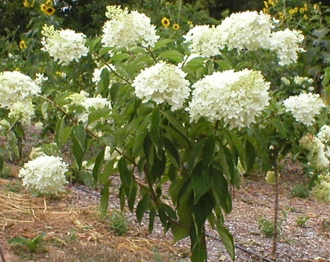 Pee Gee Hydrangea Paniculata Live Plant Perennial Shrub Tree - Etsy