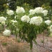 Pee Gee Hydrangea Paniculata Live Plant Perennial Shrub Tree - Etsy